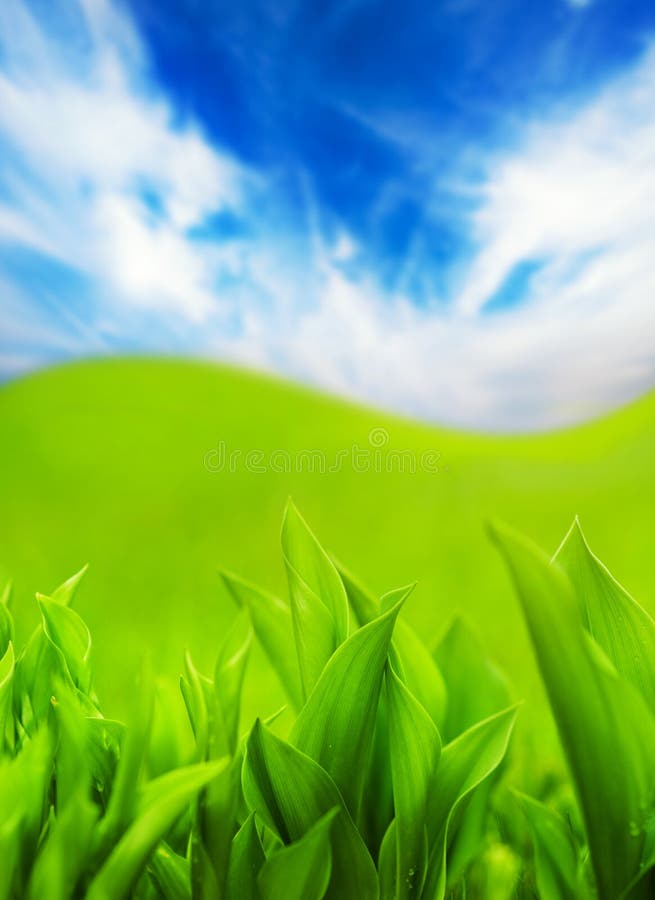 Fresh green grass stock photo. Image of field, copy, environment - 8329598