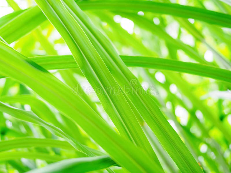 Fresh Green Grass, Abstract Nature Background, View from Grass Stock ...