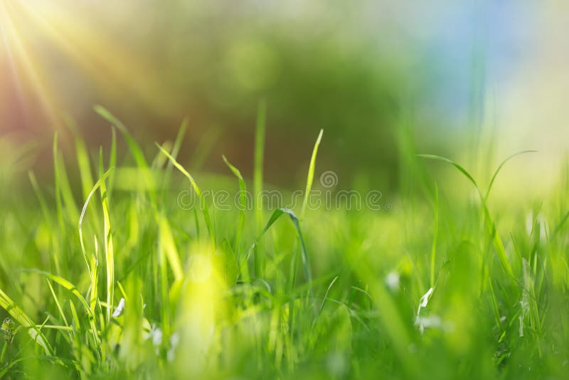 Fresh Green Grass Background in Sunny Summer Day Stock Image - Image of ...