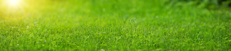 Fresh Green Grass Background in Sunny Summer Day Stock Image - Image of ...