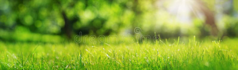 Fresh Green Grass Background in Sunny Summer Day Stock Image - Image of ...