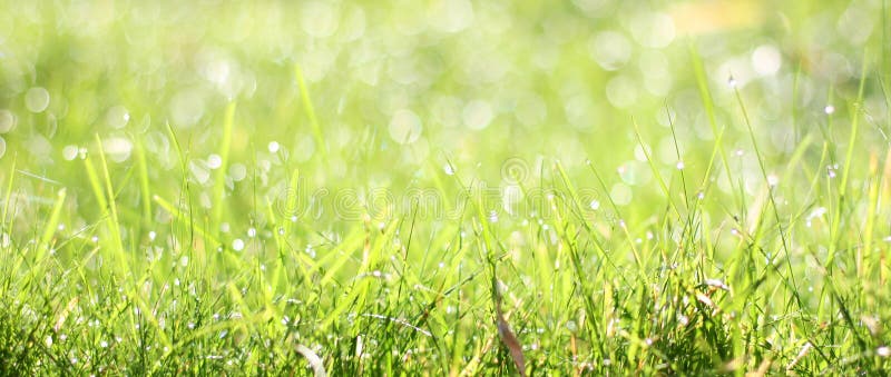 Fresh Green Grass, Banner Design. Spring Season Stock Image - Image of ...