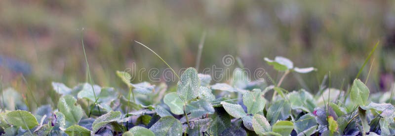 Fresh Green Grass, Banner Design. Spring Season Stock Image - Image of ...