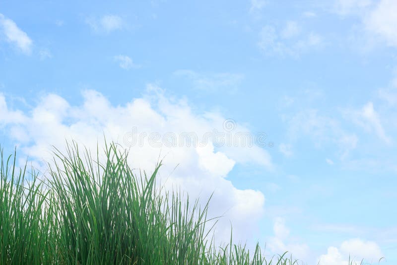 Fresh Green Grass and Blue Sky with White Cloud. Stock Photo - Image of ...