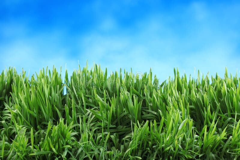 Fresh Green Grass with Bright Blue Sky Stock Photo - Image of light ...