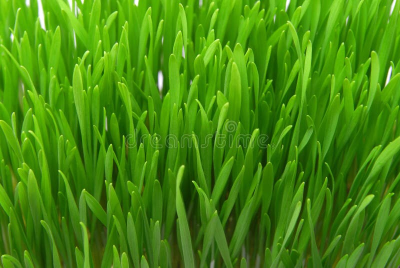 Fresh grass stock image. Image of family, lawn, space - 30037147