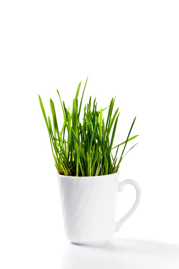 Fresh Green Grass in Coffee Cup Stock Photo - Image of flower, earth ...