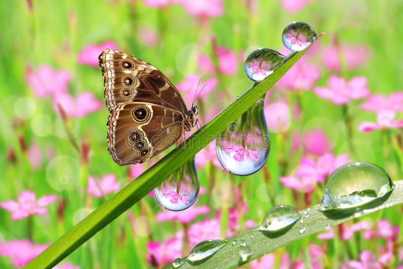 Dew Drops with Butterfly and Ladybug Stock Photo - Image of daisy ...