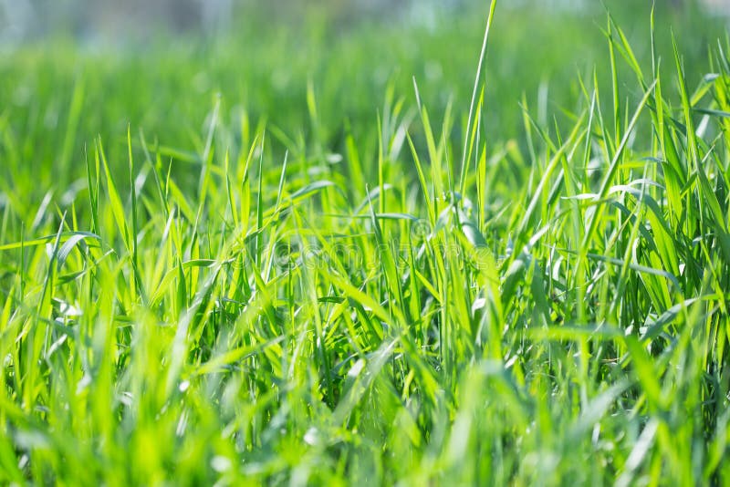 Fresh green grass stock image. Image of nature, view - 84106441