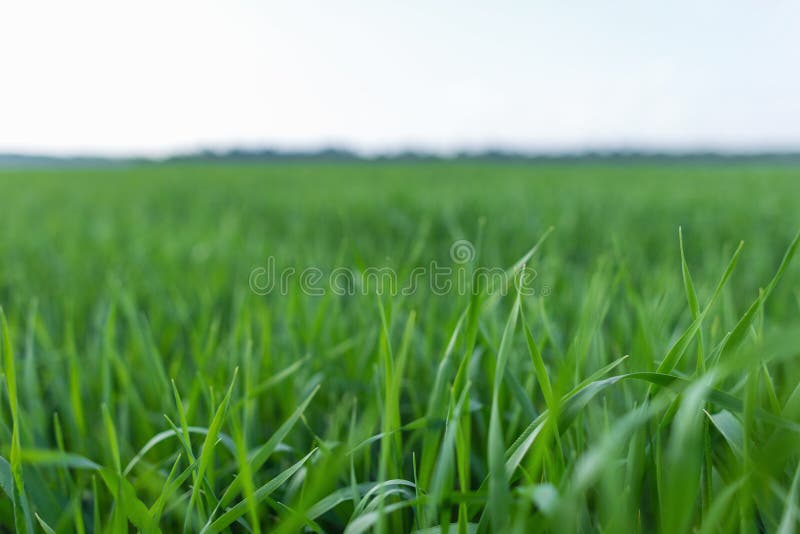 Fresh Green Grass Field and Bright Blue Sky. Spring Day. Stock Image ...