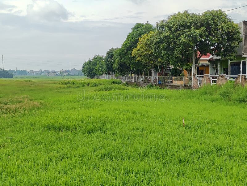 Fresh Green Grass Field in a Village Stock Photo - Image of village ...