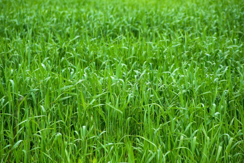 Fresh green grass stock photo. Image of texture, landscape - 119937788
