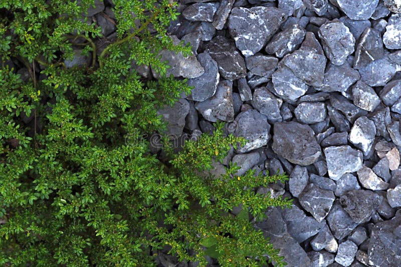 Fresh Green Grass with Gravel Rock Stock Image - Image of background ...