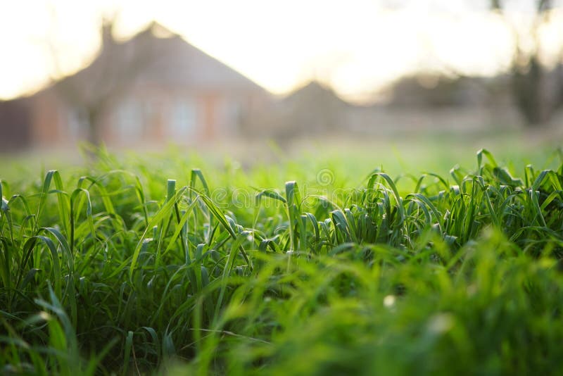 Fresh Green Grass Grow in a Spring Field Stock Image - Image of energy ...