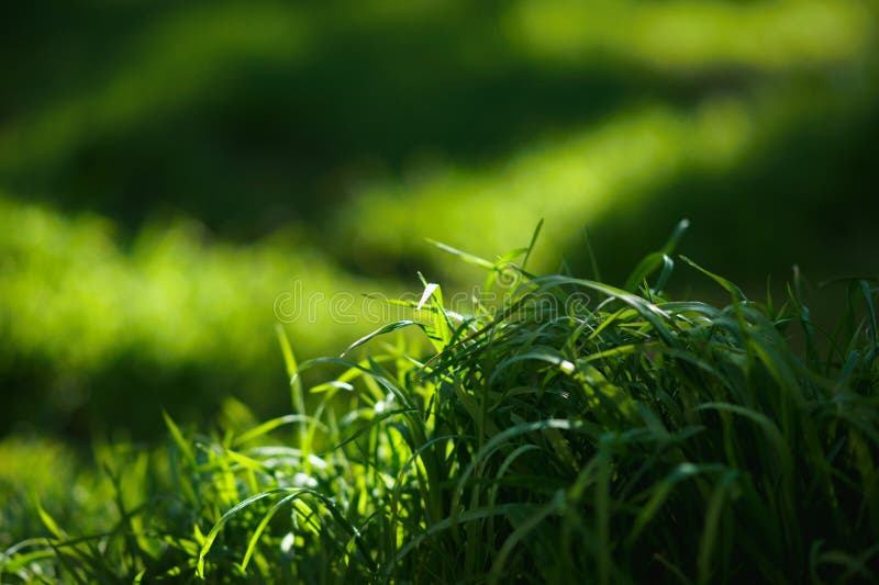 Fresh Green Grass Grow in Spring Field, Side View, Copy Space Stock ...