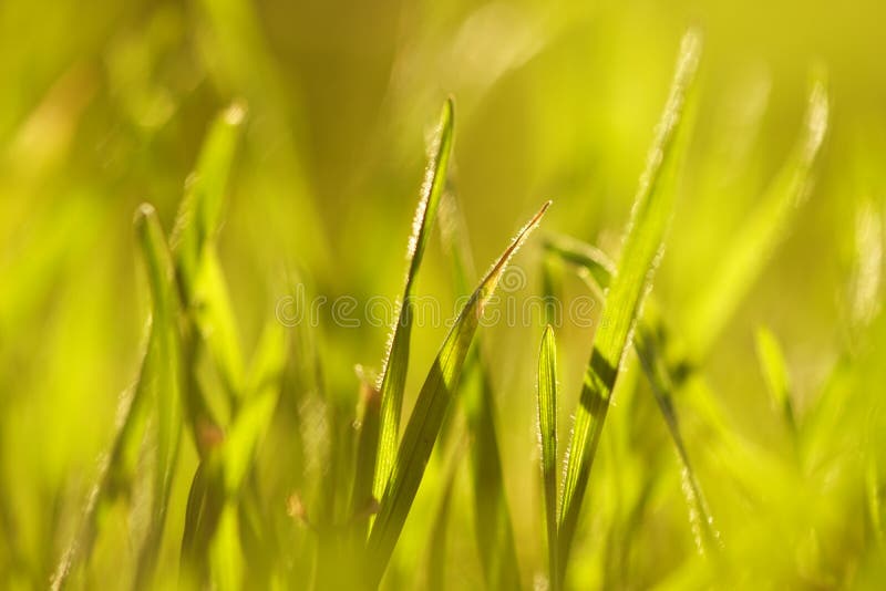Fresh Green Grass Grow in a Sunny Field, Side View, Macro Stock Photo ...
