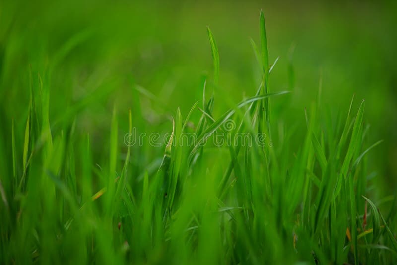 Fresh Green Grass Grow in a Sunny Spring Field, Soft Art Focus, Side ...