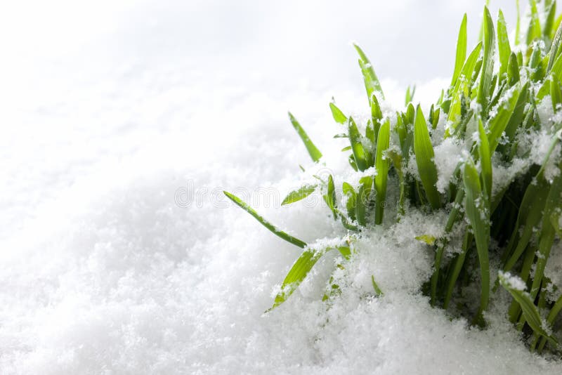 Fresh Green Grass Growing Form Snow. Spring Start Stock Photo - Image ...