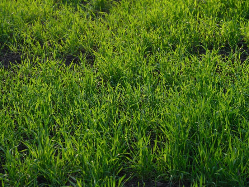 Fresh Green Grass Growing on a Ground Stock Image - Image of growing ...