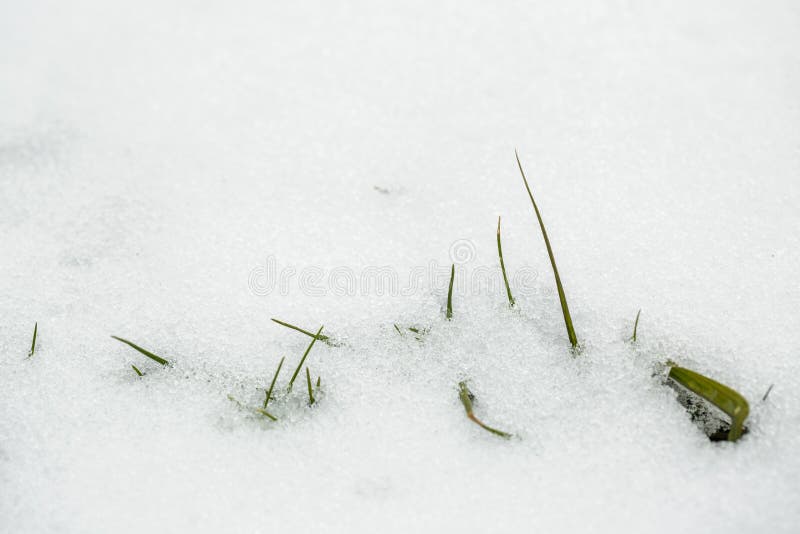 Fresh Green Grass Growing through Snow. the Beginning of Spring Stock ...