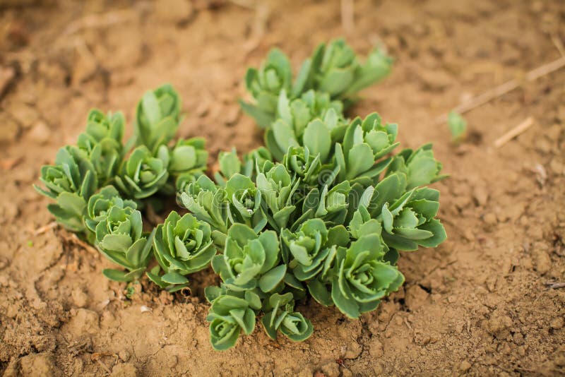 Fresh Green Grass Grown on the Dry Ground in Early Spring, Selective ...