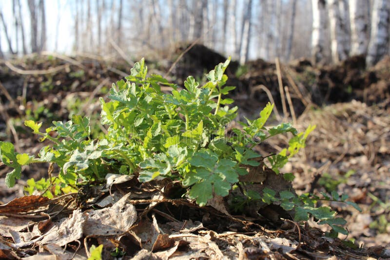 Fresh, Green Grass Grows on the Ground in the Forest in Spring Stock ...