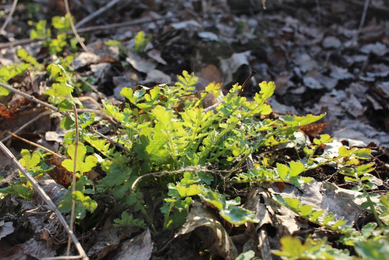 Fresh Green Grass Grows on the Ground in the Forest in Spring Stock ...