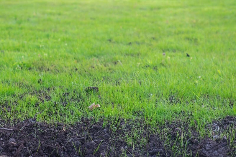 Fresh Green Grass Just Planted in the Ground Stock Photo - Image of ...