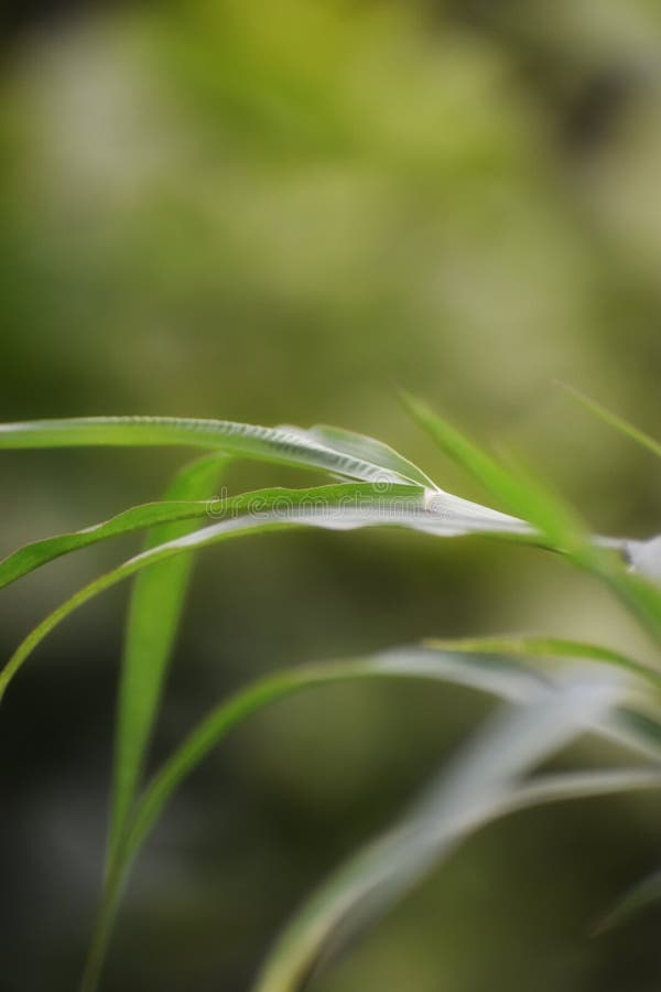 Fresh, Green grass leave stock image. Image of leaf - 348486751