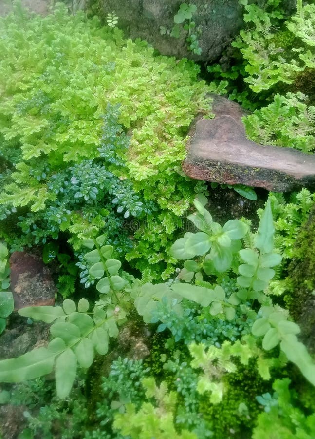 Fresh Green Grass Leaves on Fresh Green Moss Rocks in the Backyard ...