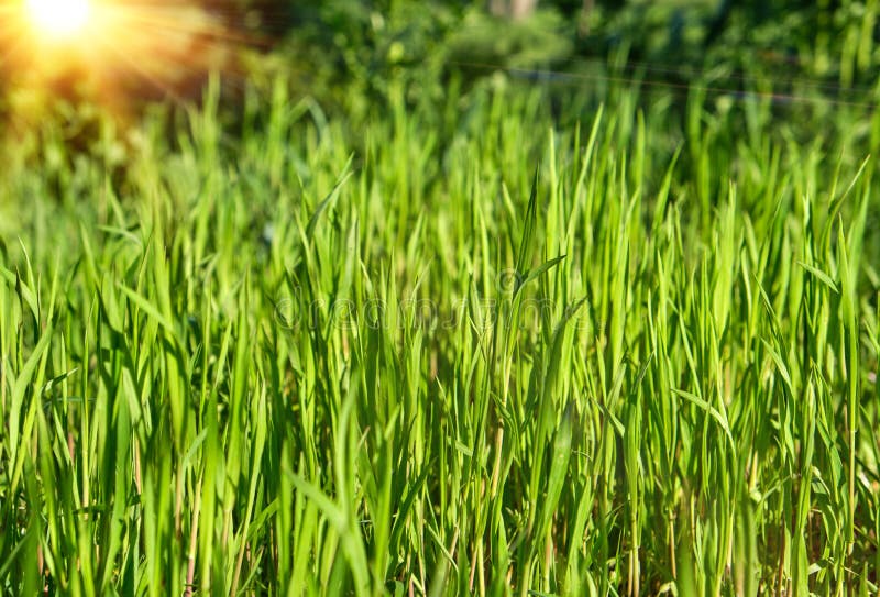 Fresh Green Grass with Long Leaves in the Park Stock Photo - Image of ...