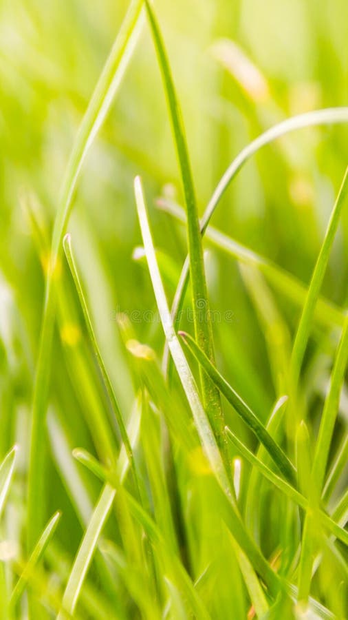 Fresh Green Grass Macro Background Stock Illustration - Illustration of ...