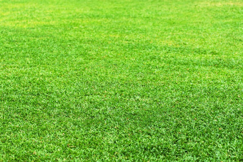 Fresh Green Grass in the Meadow, Natural Field Texture Stock Image ...
