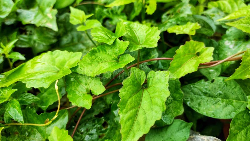 Fresh Green Grass Moistened by Morning Dew Stock Image - Image of ...