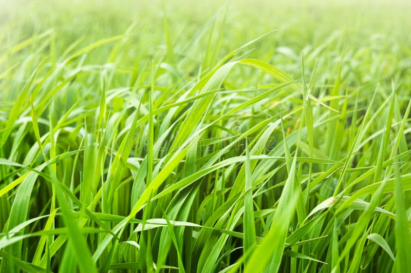 Fresh Green Grass in the Morning Light Stock Photo - Image of rise ...