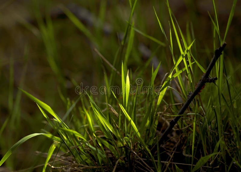 Fresh Green Grass in the Morning Light Stock Image - Image of spring ...