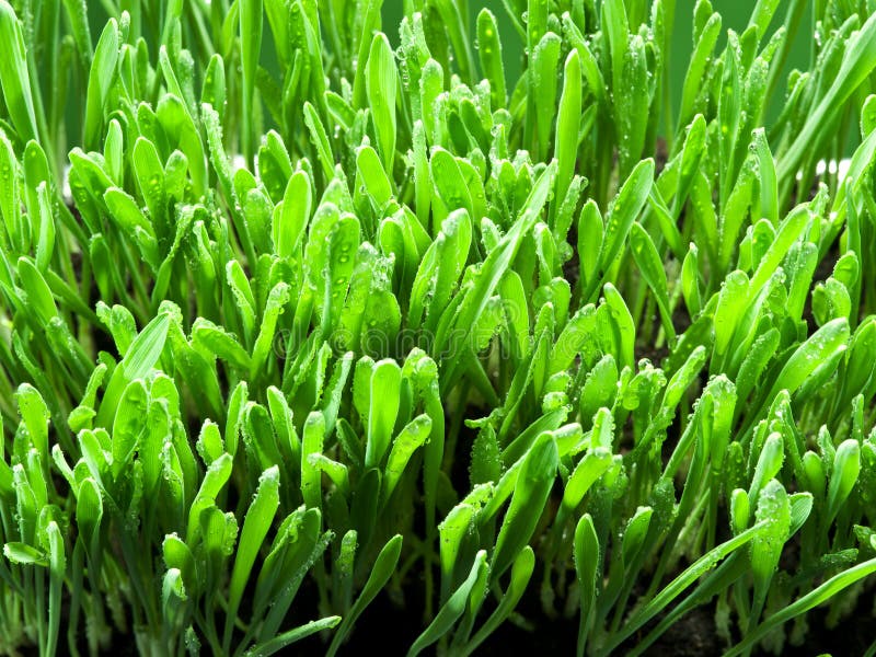 Fresh green grass. Nature. stock photo. Image of background - 68686700