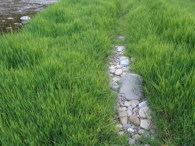 Fresh Green Grass on River Bank Stock Image - Image of russia, green ...