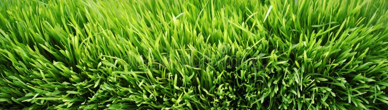 Fresh cut grass stock photo. Image of organic, fresh, garden - 4428352