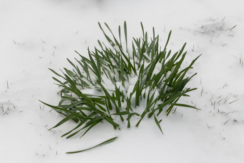 Fresh Green Grass on the Snow Stock Photo - Image of view, foreground ...