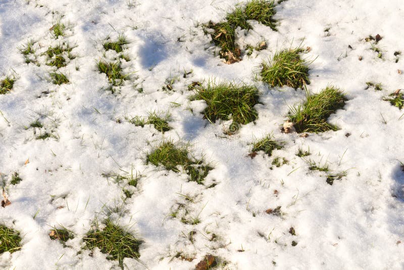 Fresh Green Grass on the Snow Stock Image - Image of snow, fresh: 65265237