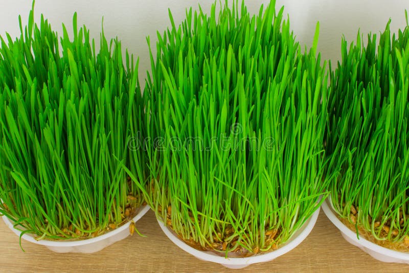 Fresh green grass stock image. Image of lively, growth - 90966689