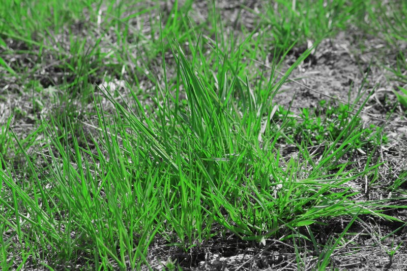 Fresh green spring grass stock image. Image of beauty - 91130001