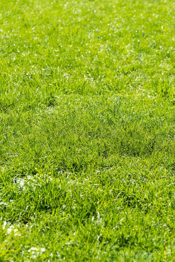 Fresh Green Grass Spring Background Stock Photo - Image of abstract ...