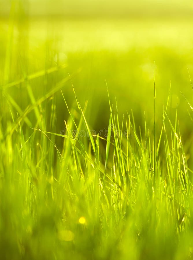 Abstracts of Natural Spring Green Background Stock Image - Image of ...