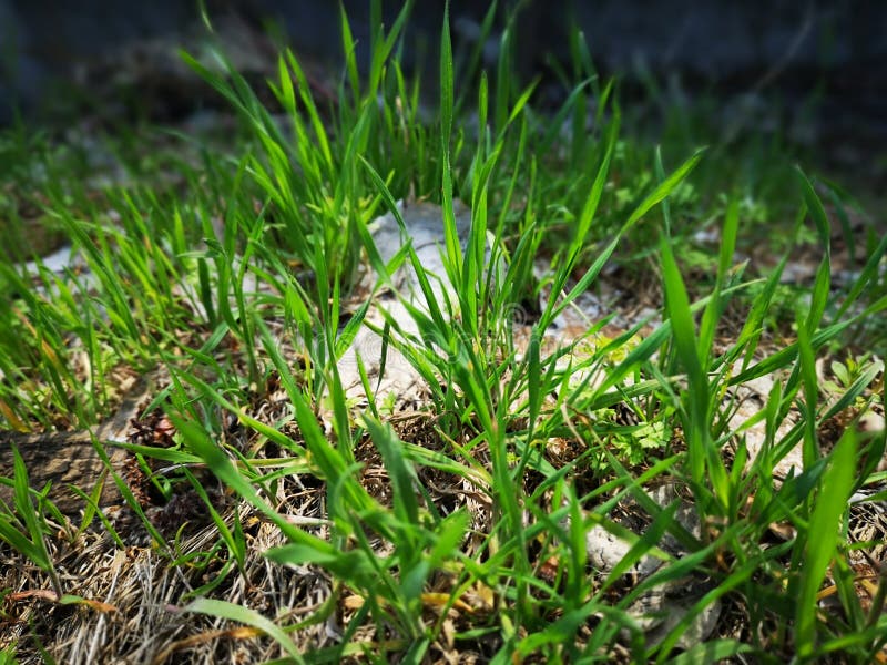 Fresh Green Grass in the Spring Stock Photo - Image of spring, flora ...