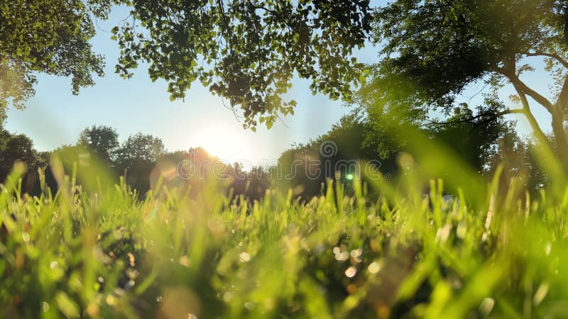 Fresh Green Grass, Sun Rays Falling on the Meadow Stock Video - Video ...