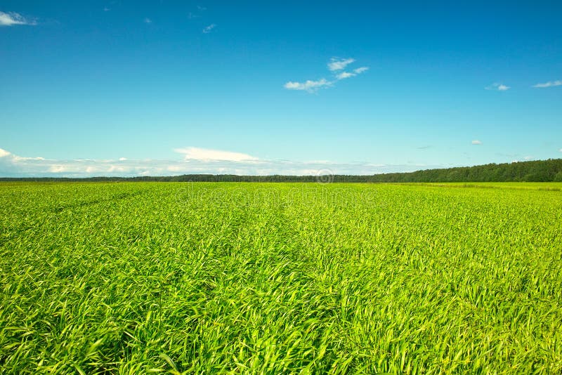 Sunny Field of Wild Flowers Stock Image - Image of pasture, asteraceae ...