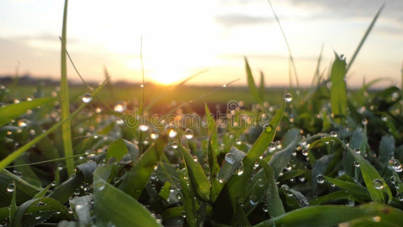 Fresh Green Grass when Sunrise Stock Photo - Image of sunrise, branch ...