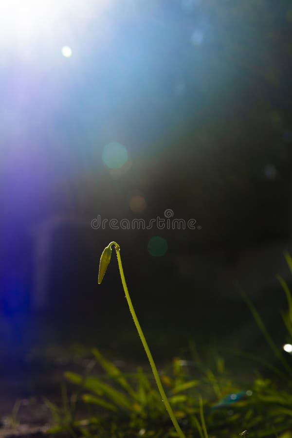 Fresh Green Grass, at Sunrise, Meadow in Spring. Evocative Backlight ...